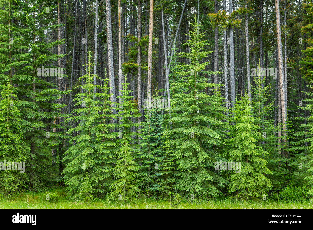 Jasper Fir Tree 4th Annual Tree Mendous Christmas At Jasper County