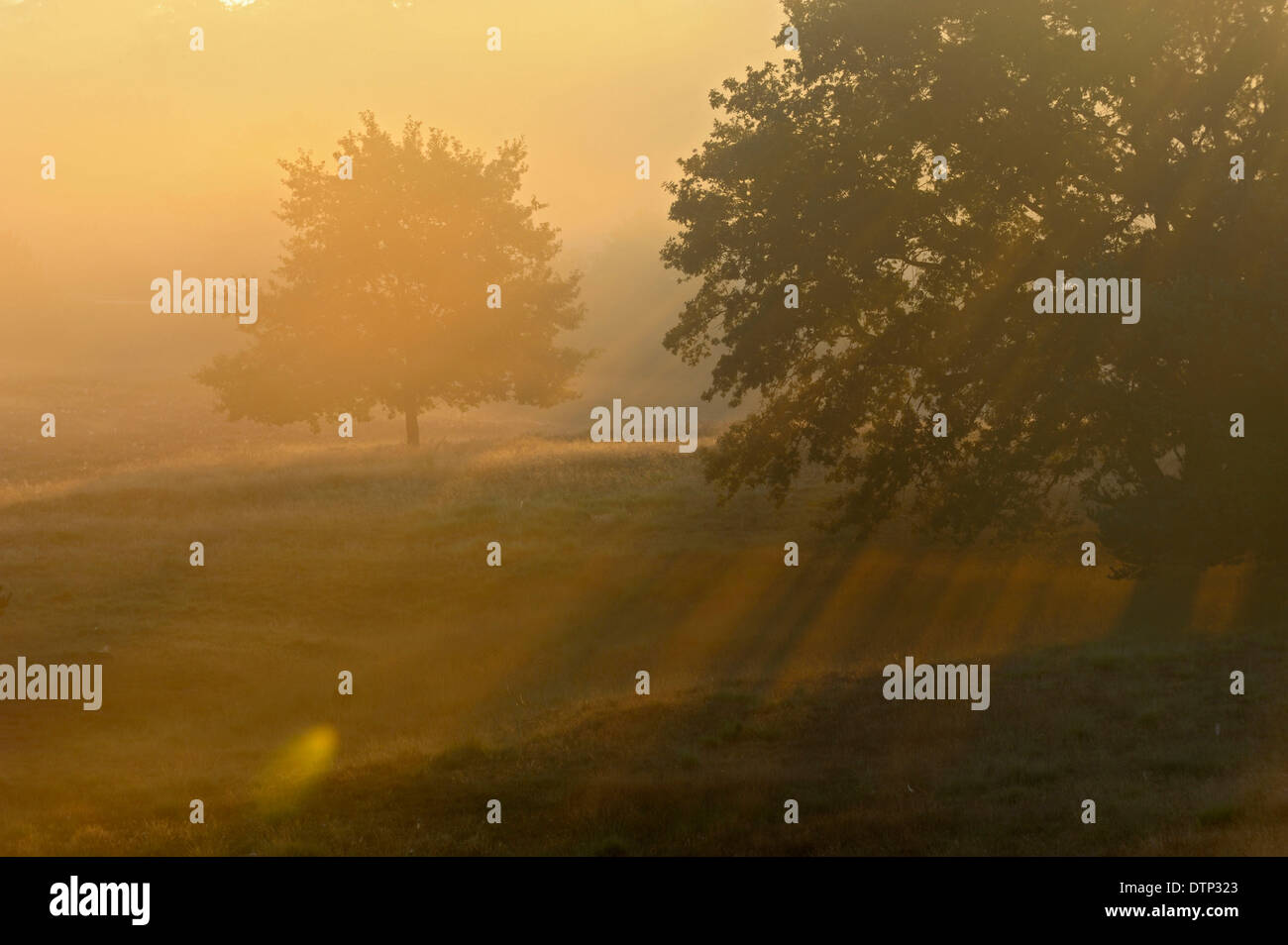 Westrup heide hi-res stock photography and images - Alamy