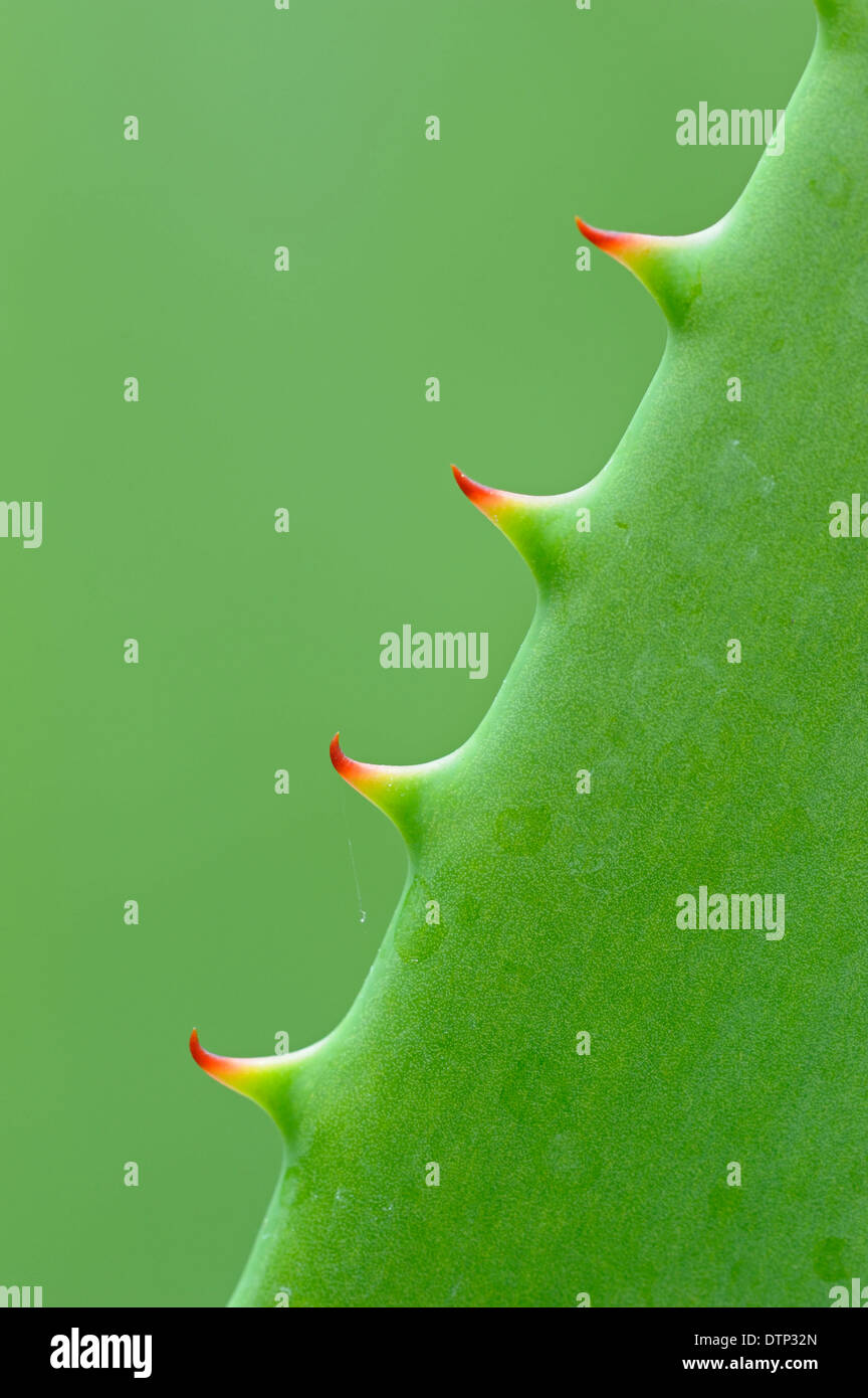 Agave seemanniana hi-res stock photography and images - Alamy
