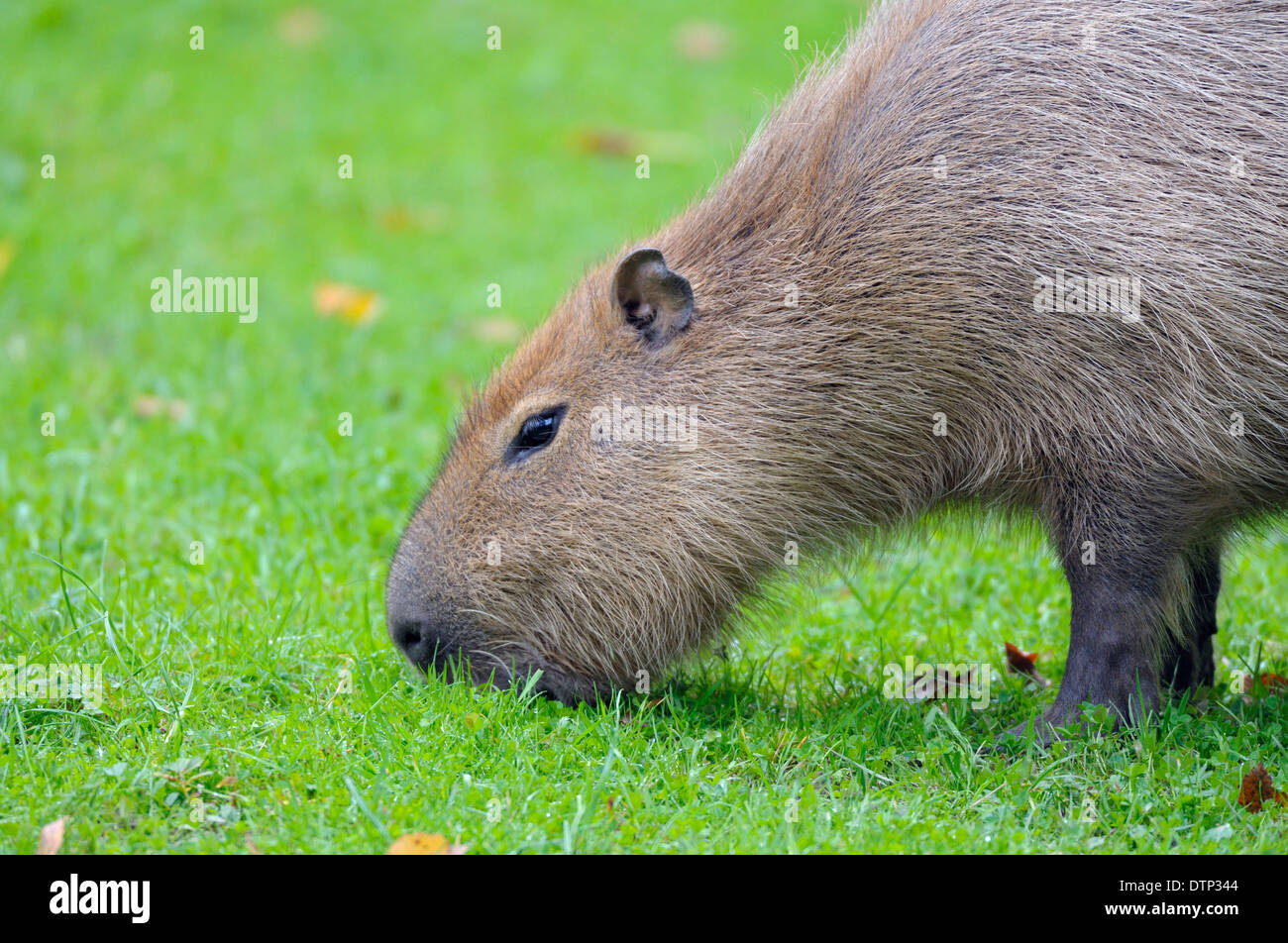 Capybara eating hi-res stock photography and images - Alamy