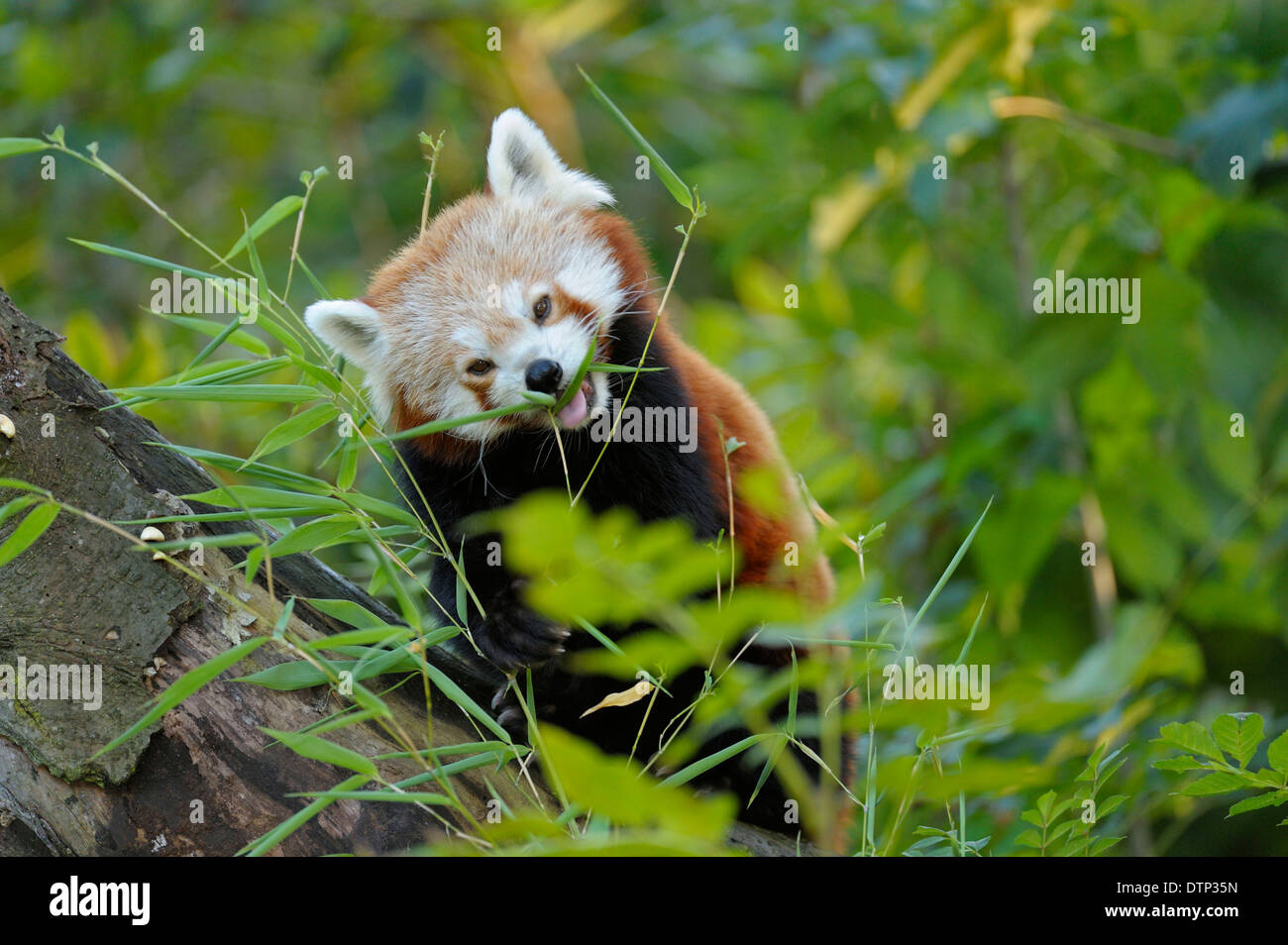 Red Panda / (Ailurus fulgens Stock Photo - Alamy