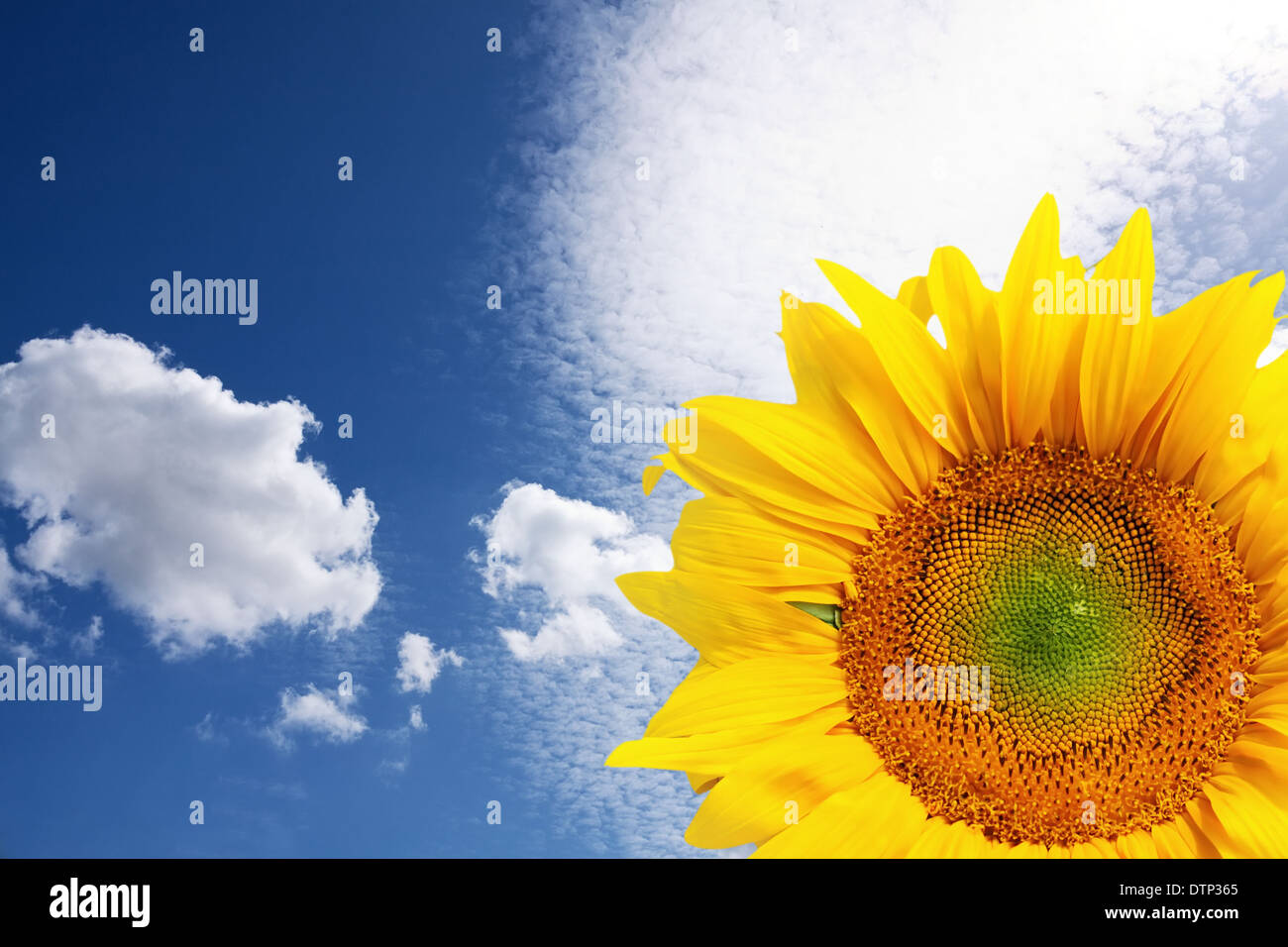 Sunflower on sky background hi-res stock photography and images - Alamy