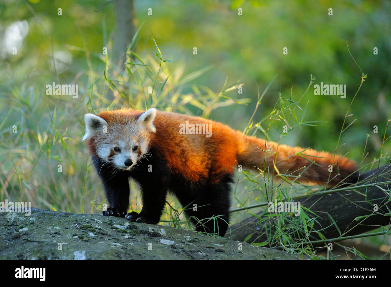 Red Panda / (Ailurus fulgens Stock Photo - Alamy