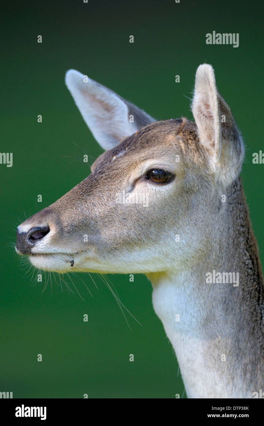 Female dama dama hi-res stock photography and images - Alamy