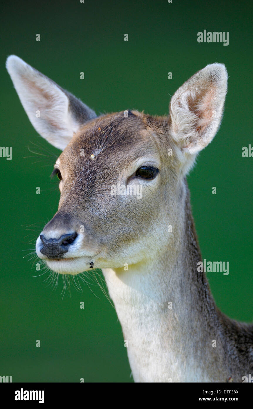 Female dama dama hi-res stock photography and images - Alamy
