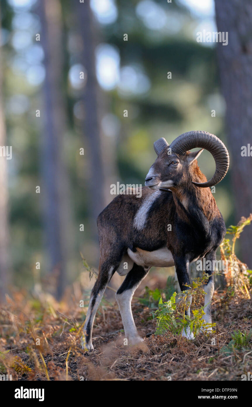 Mouflon, ram / (Ovis ammon musimon Stock Photo - Alamy