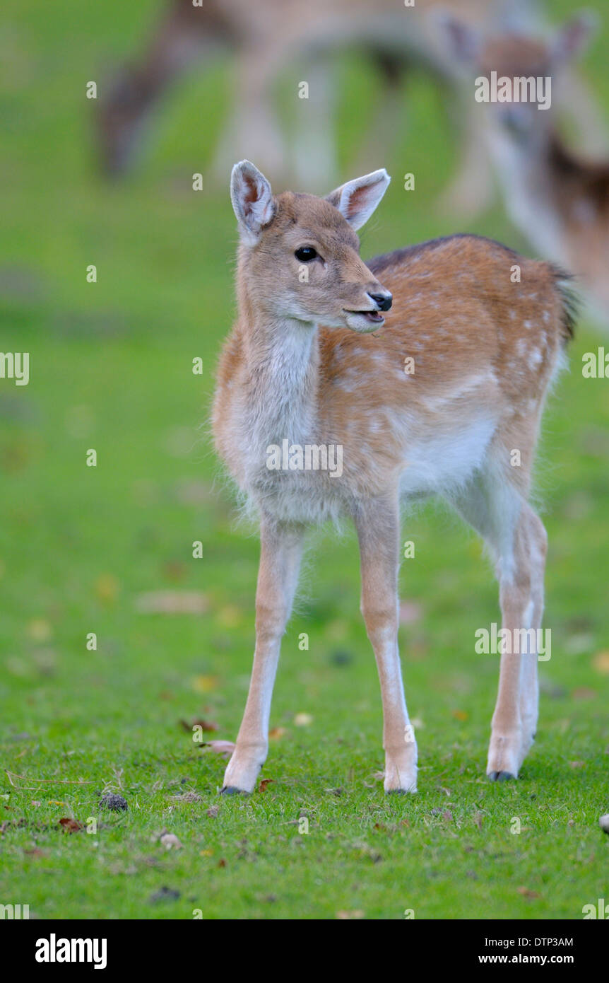Fallow deer fawn hi-res stock photography and images - Alamy