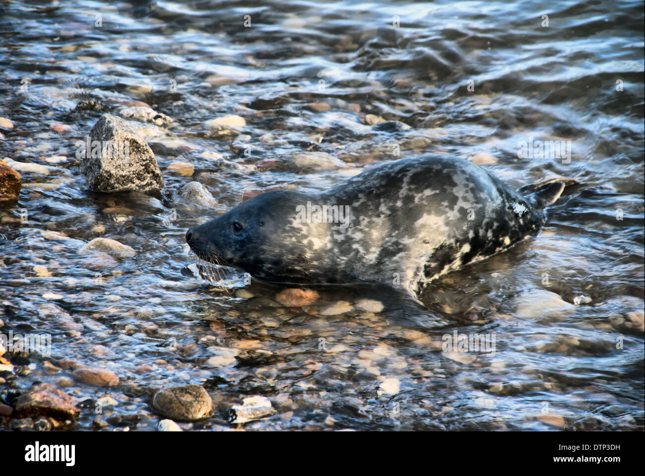 Seal of denmark hi-res stock photography and images - Alamy