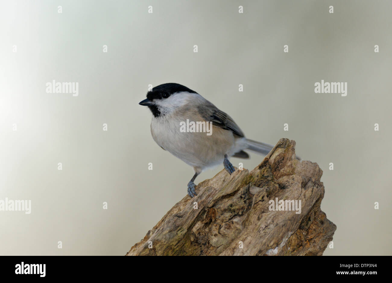 Willow Tit, North Rhine-Westphalia, Germany / (Parus montanus Stock ...