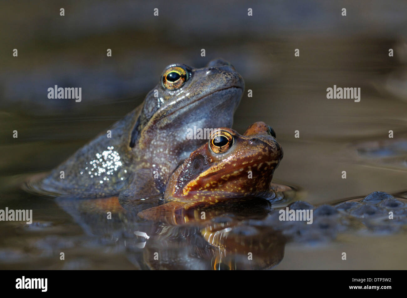 Common European Frogs, pair, mating, North Rhine-Westphalia, Germany ...