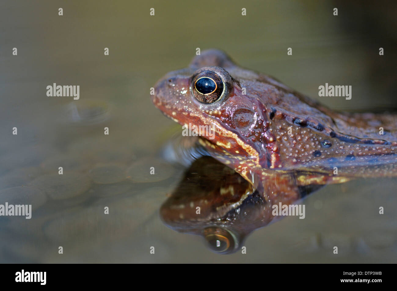 Common European Frog, male, North Rhine-Westphalia, Germany / (Rana ...