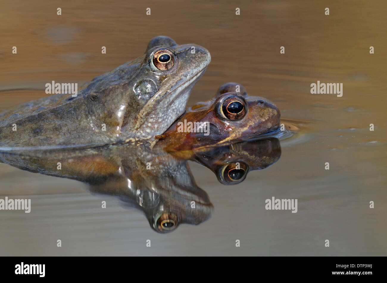 Common European Frogs, pair, mating, North Rhine-Westphalia, Germany ...