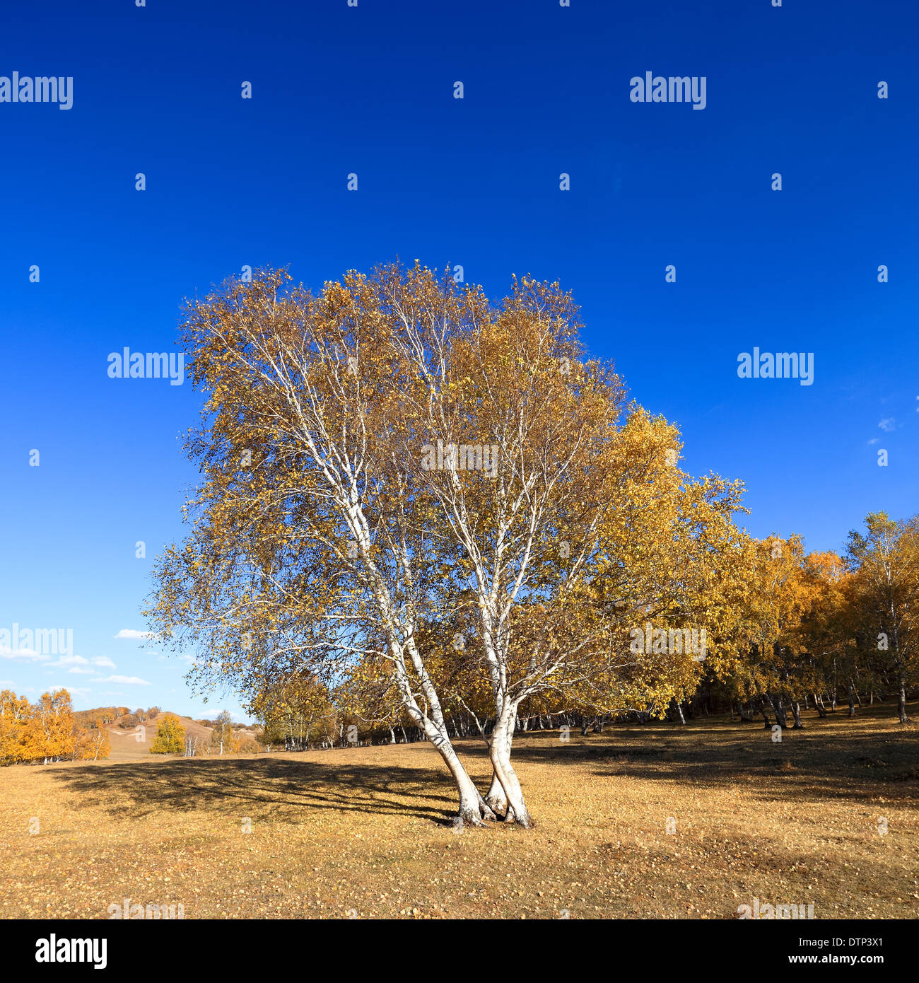 Birch trees hi-res stock photography and images - Alamy