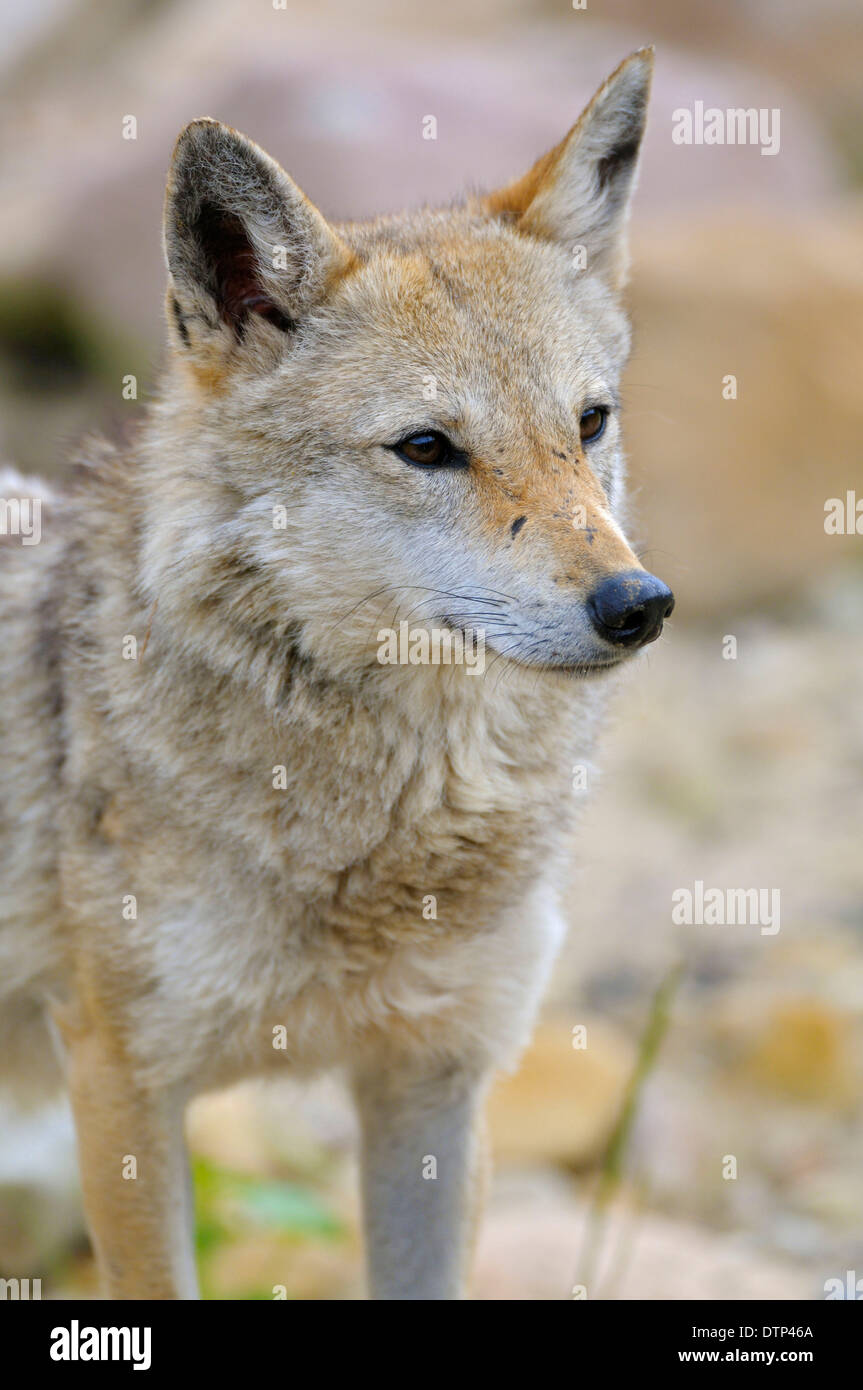 Golden Jackal / (Canis aureus Stock Photo - Alamy