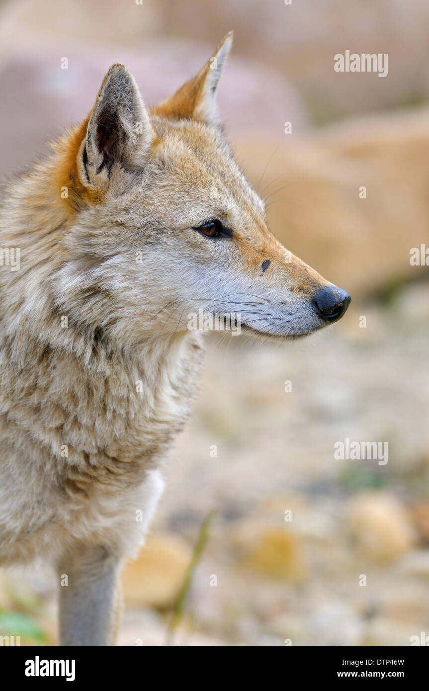 Golden Jackal / (Canis aureus Stock Photo - Alamy