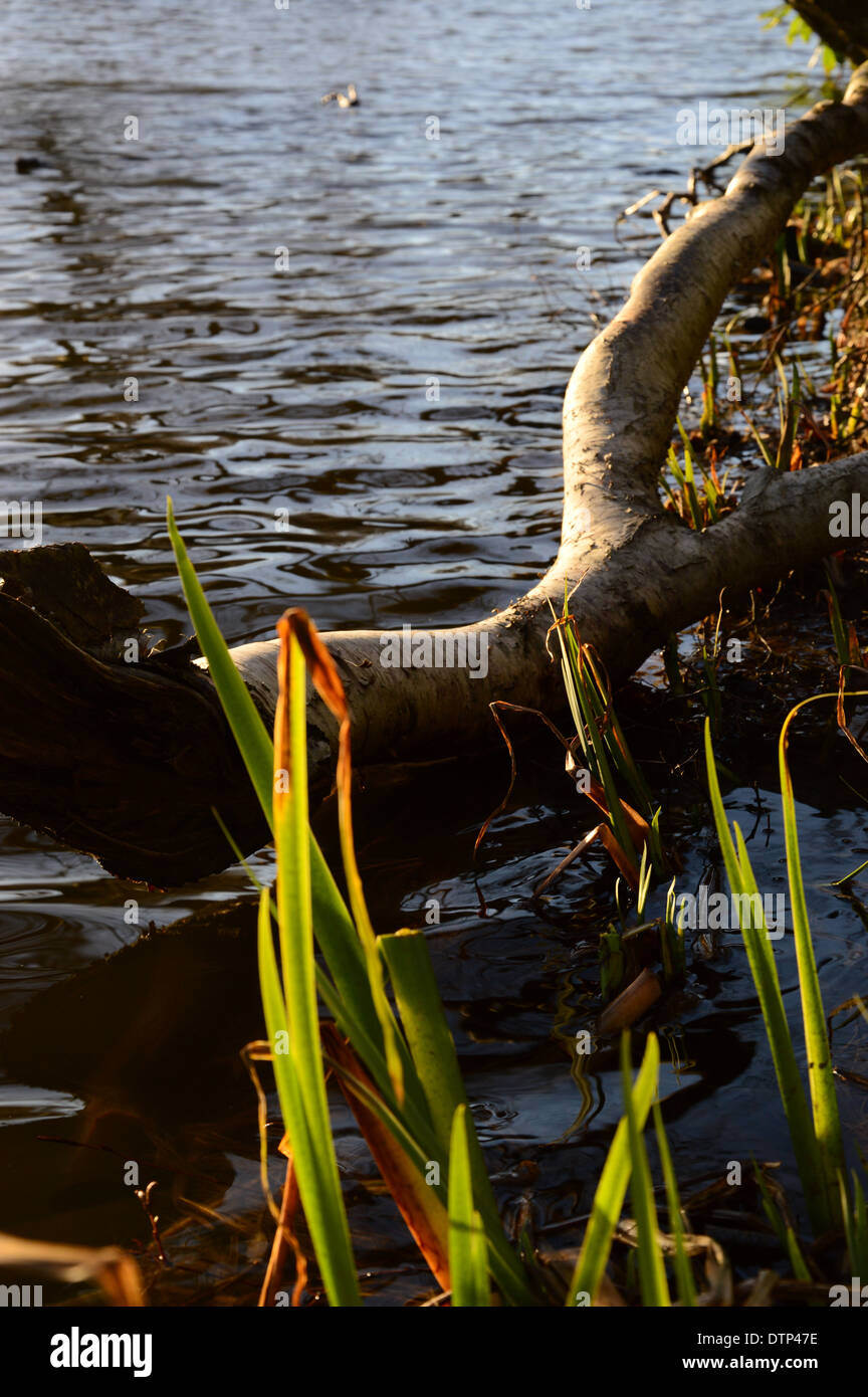 TREE FALLEN OVER INTO THE WATER, WATER RIPPLES IN THE SUNSHINE, ST IVES ...