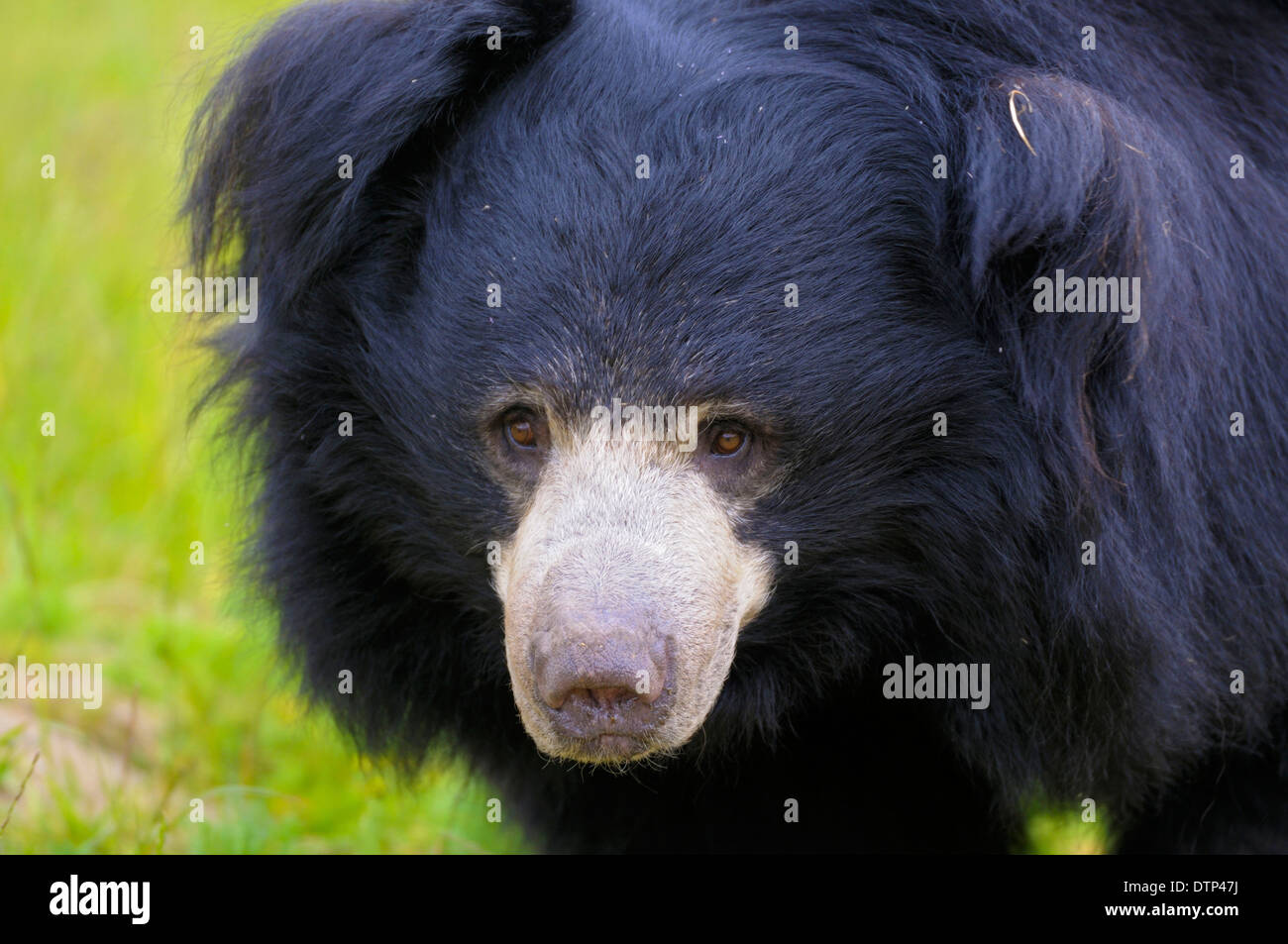 Sloth Bear / (Melursus ursinus, Ursus ursinus Stock Photo - Alamy