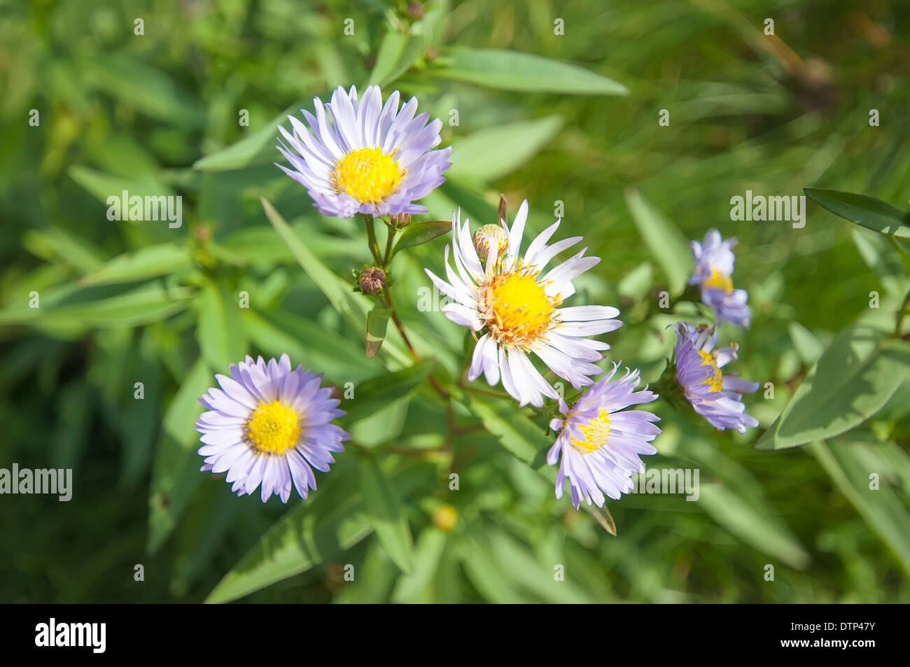 Aster alpinus blue perennial hi-res stock photography and images - Alamy