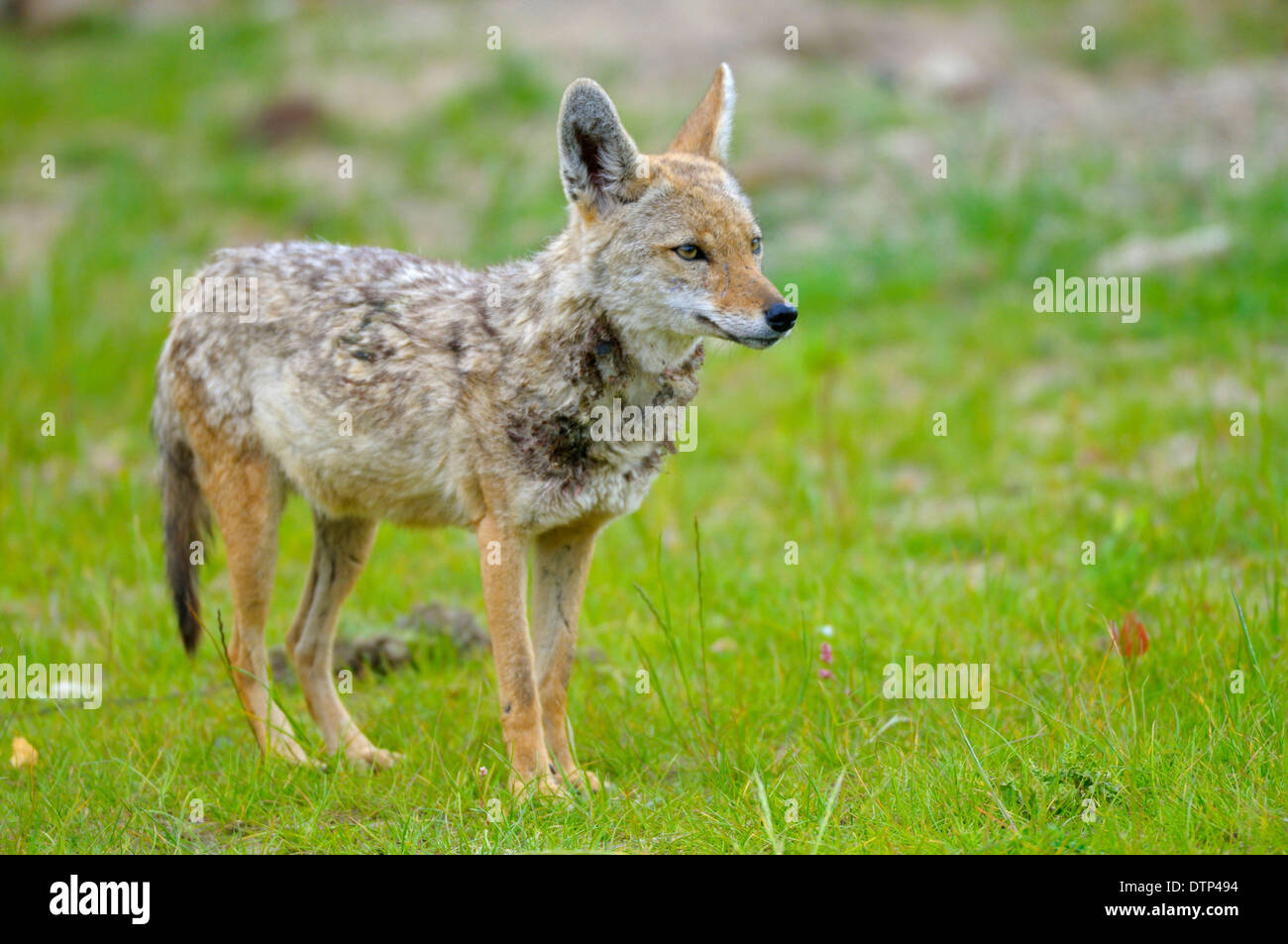 Golden Jackal / (Canis aureus Stock Photo - Alamy