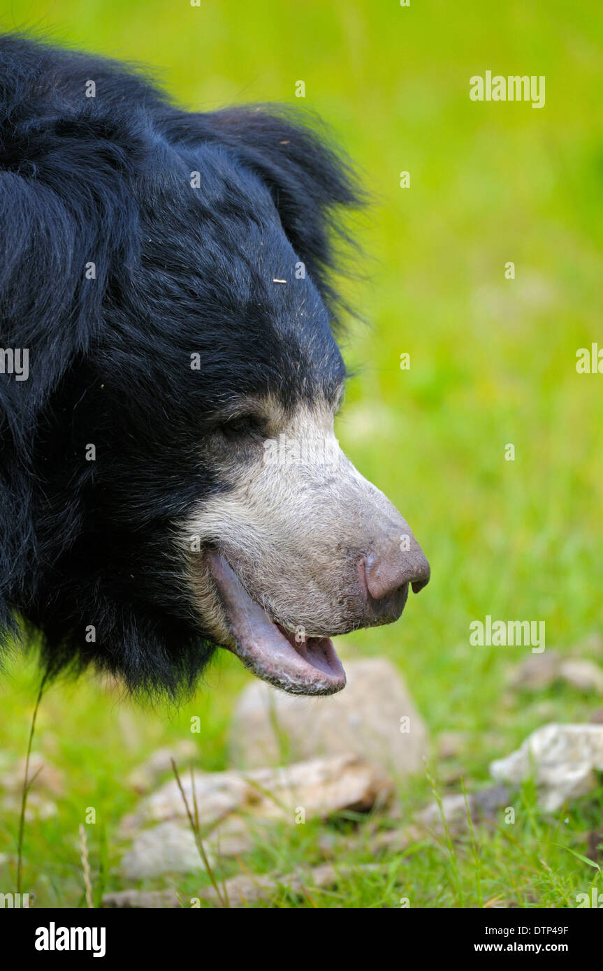 Sloth Bear / (Melursus ursinus, Ursus ursinus Stock Photo - Alamy