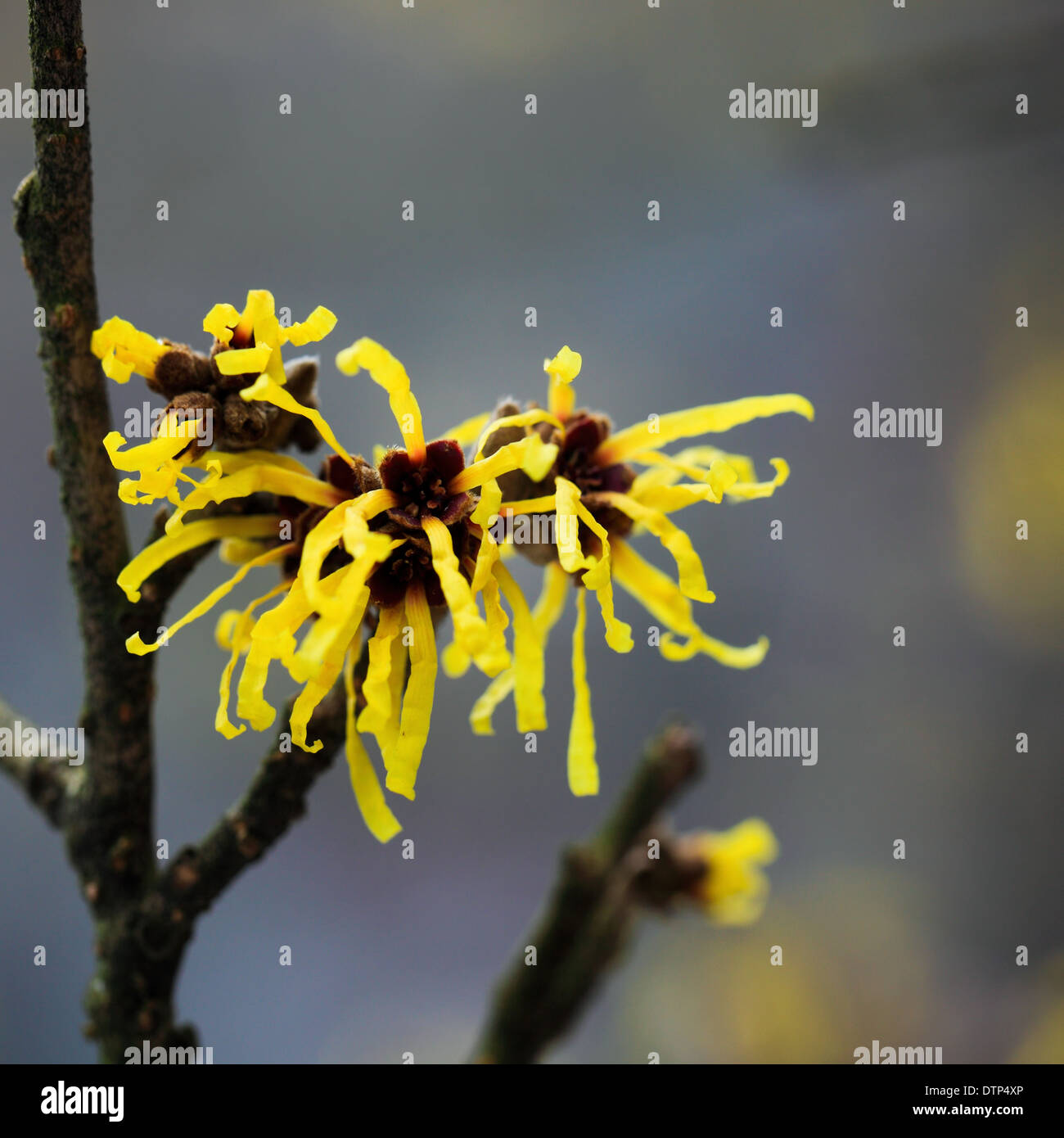 Witch hazel plant hi-res stock photography and images - Alamy