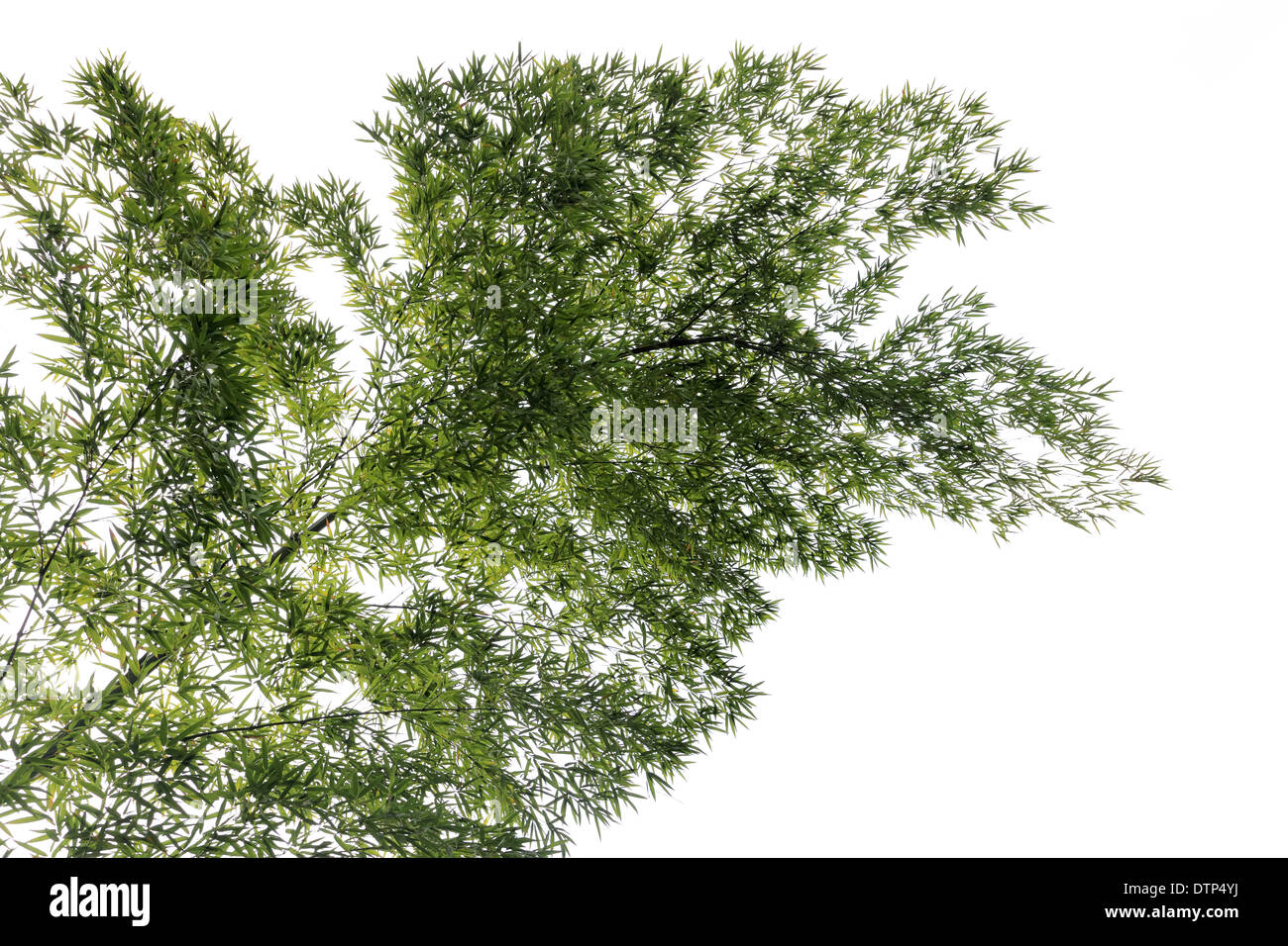 Tree of bamboo hi-res stock photography and images - Alamy