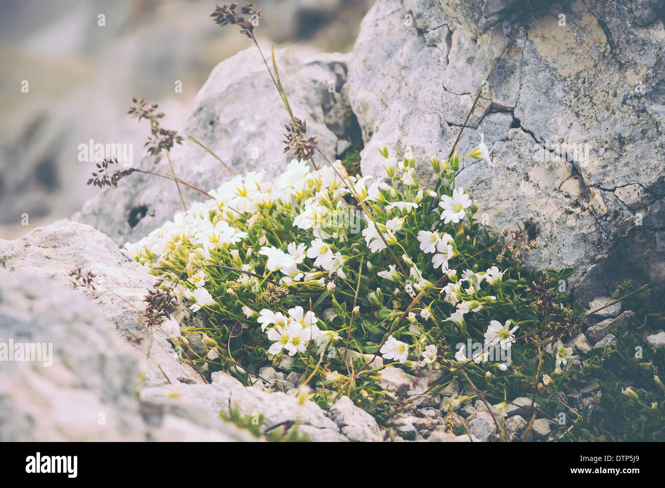 White Flowers on stones growing in mountains beautiful nature Stock ...