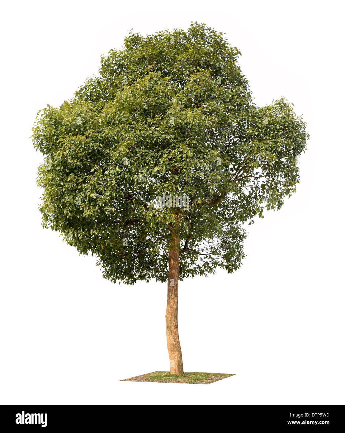 Camphor tree hi-res stock photography and images - Alamy