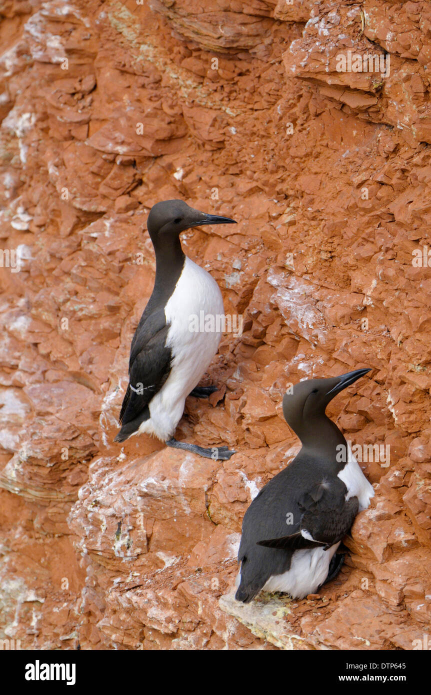 Common Guillemots, pair, Heligoland, Schleswig-Holstein, Germany ...