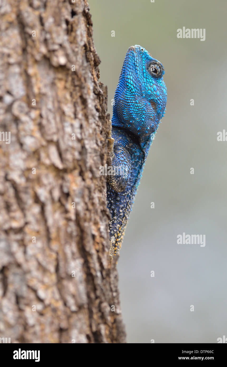 Southern Tree Agama, Blue-throated Agama (Acanthocercus atricollis), on ...