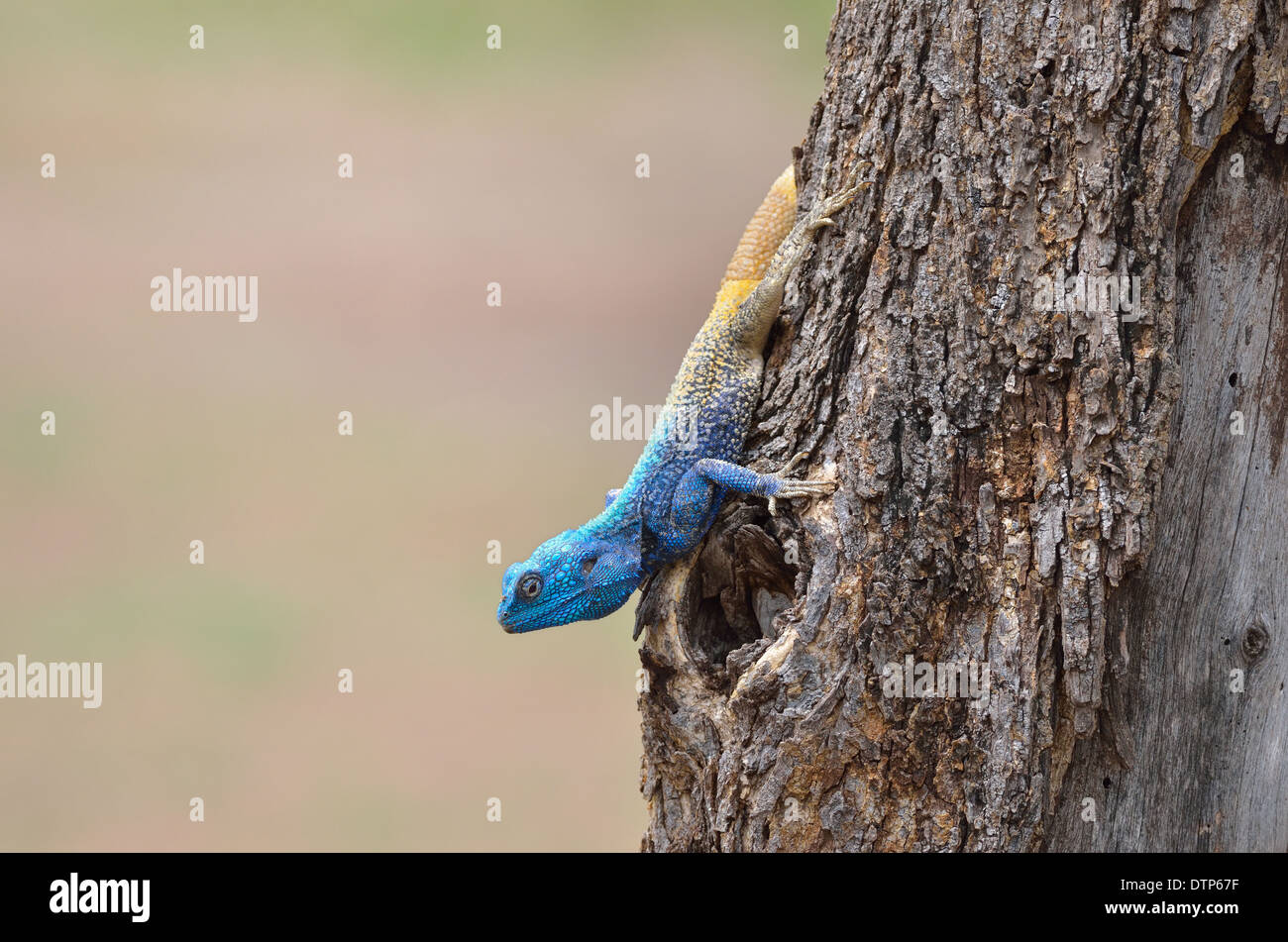 Southern Tree Agama, Blue-throated Agama (Acanthocercus atricollis), on ...