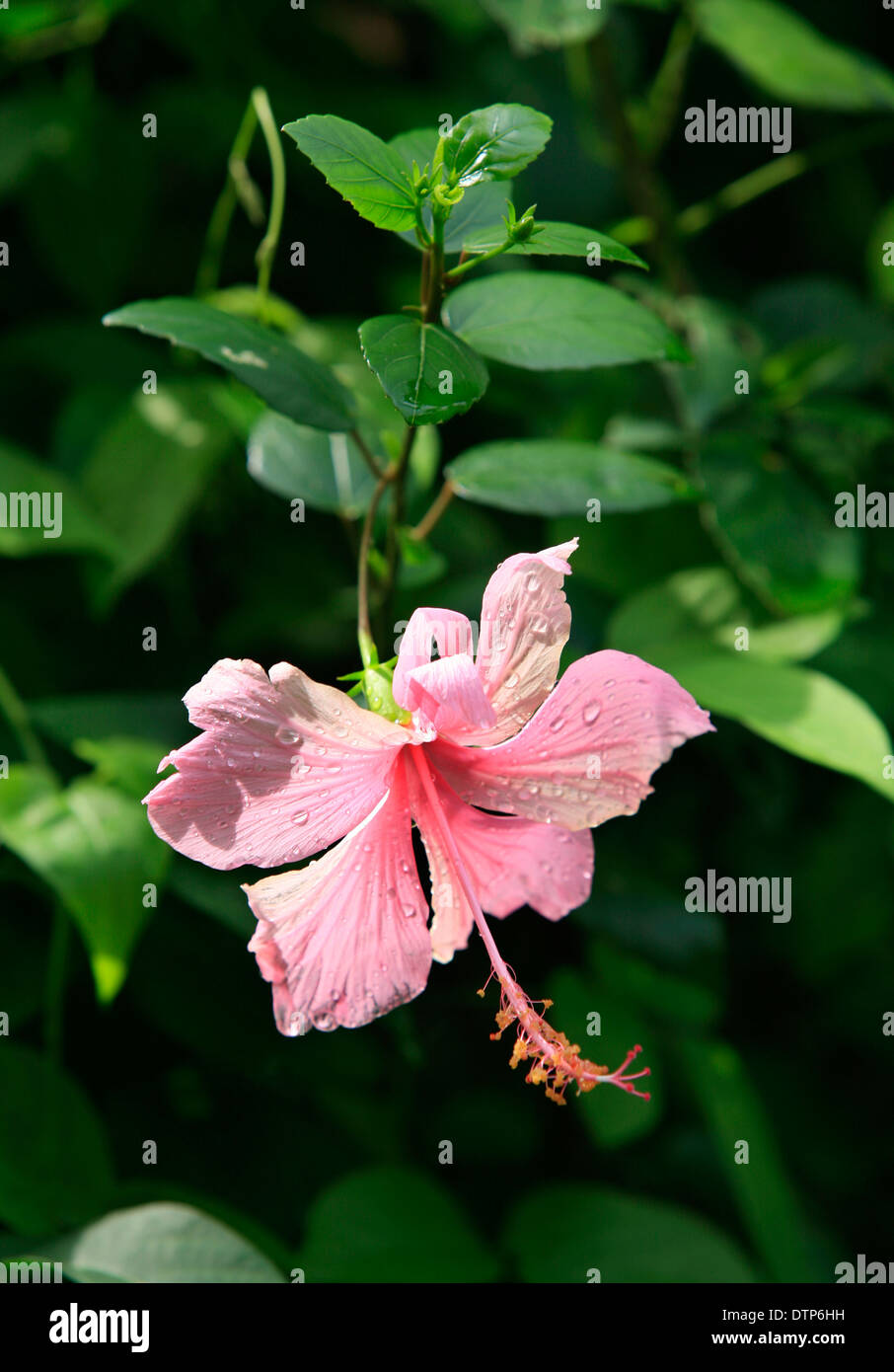 Hibiscus flower bali indonesia hi-res stock photography and images - Alamy