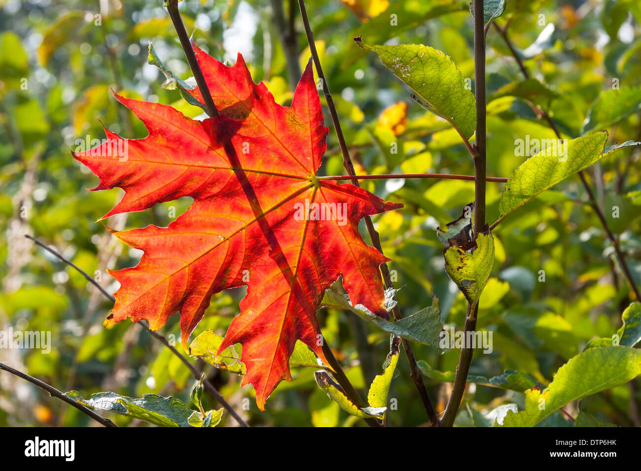 Large red wet maple leaf stuck on a bush Stock Photo - Alamy