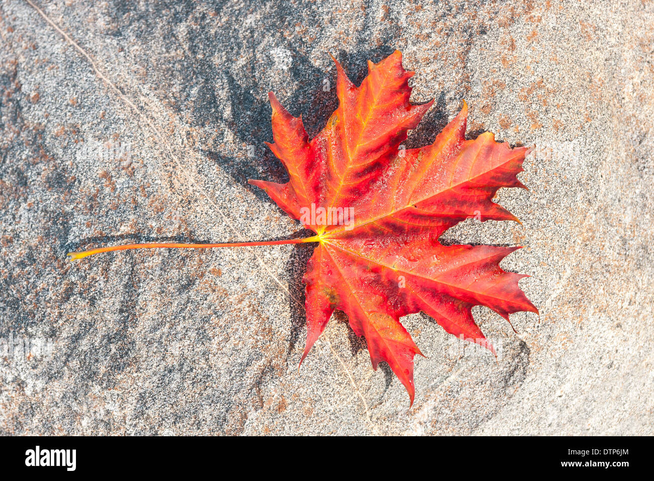Red maple tree leaf hi-res stock photography and images - Alamy