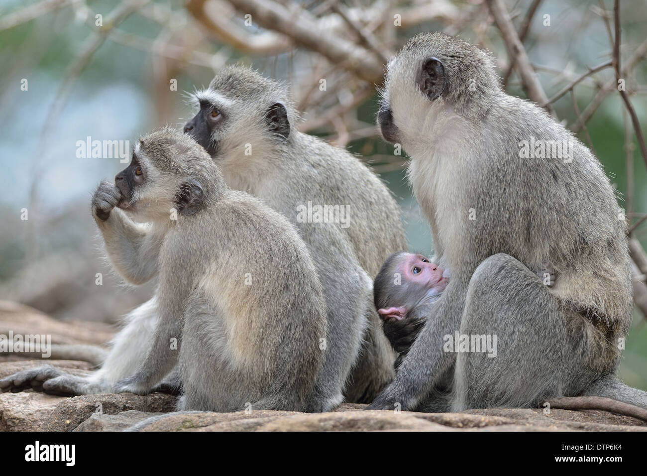 Vervet monkeys (Cercopithecus aethiops), adult, youngs and male baby ...