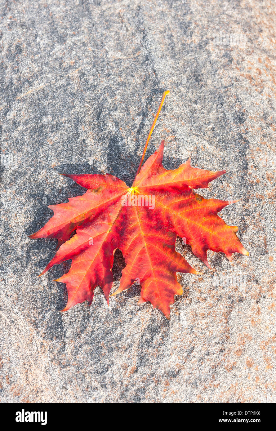 Rock maple tree hi-res stock photography and images - Alamy