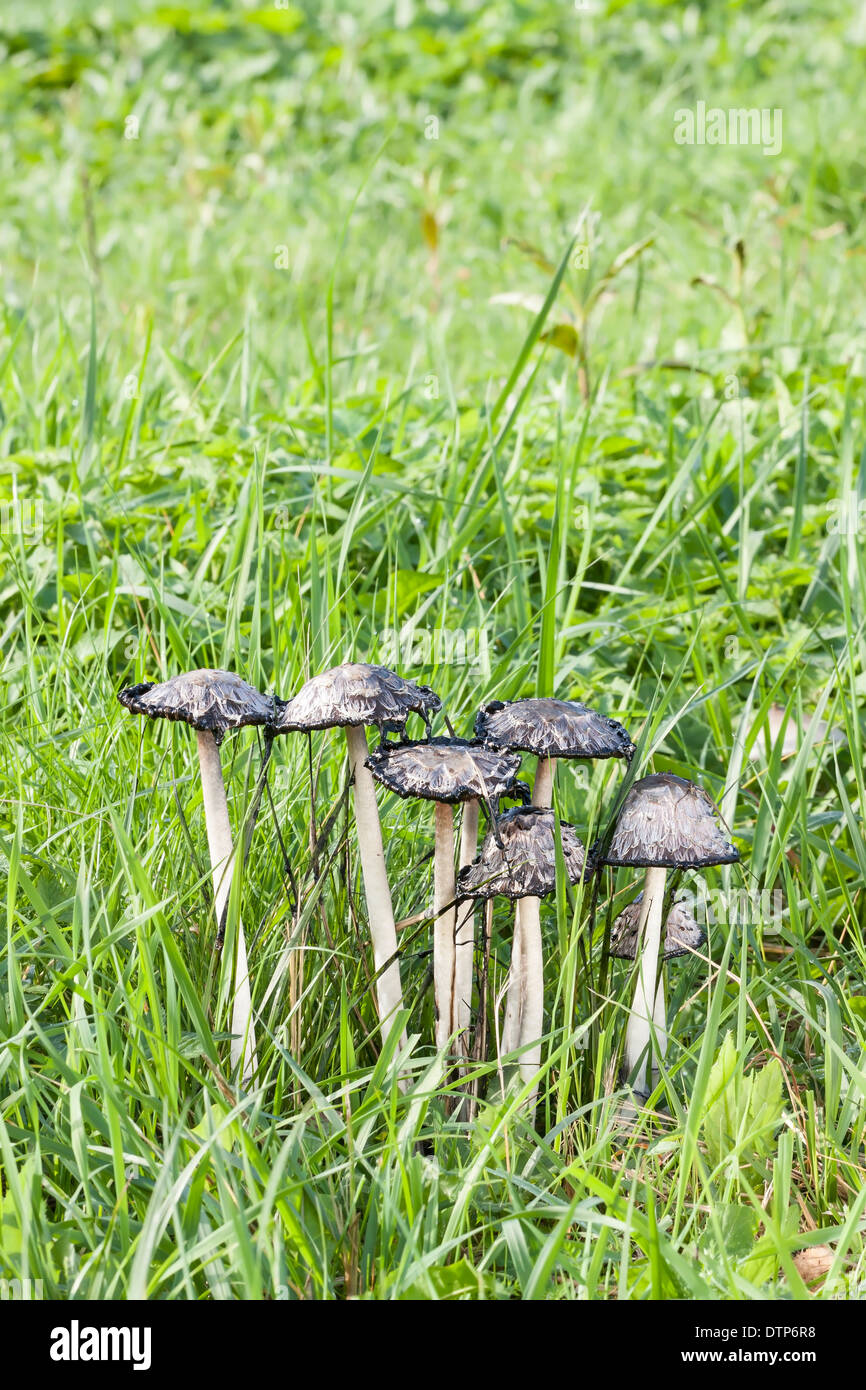 Closeup shaggy ink cap hi-res stock photography and images - Alamy