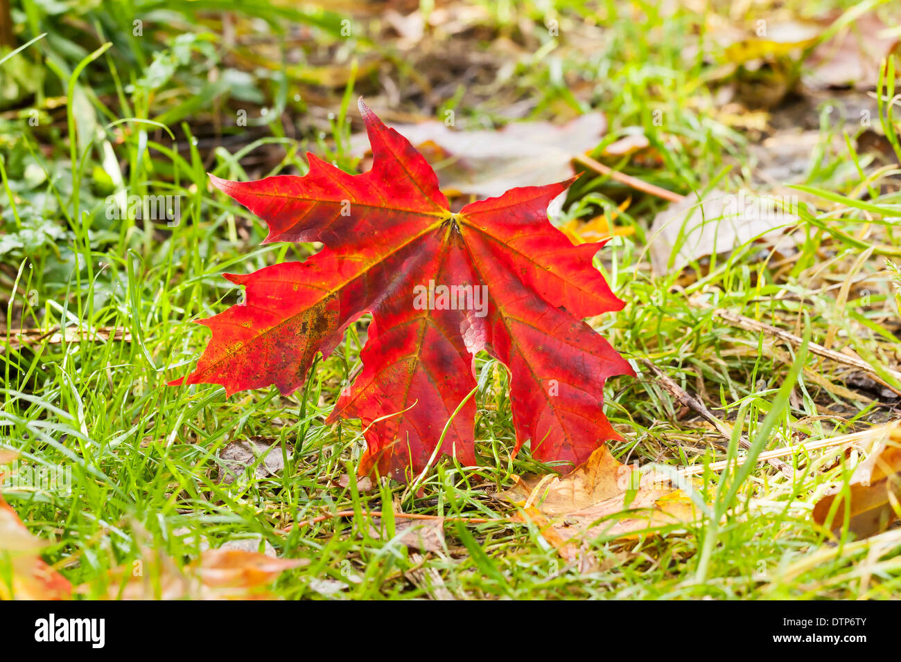 Wet maple leaf hi-res stock photography and images - Alamy