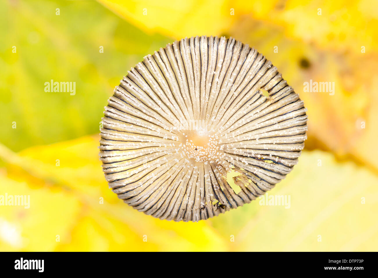 Mushroom cap texture hi-res stock photography and images - Alamy