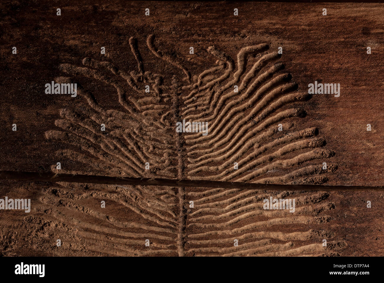 Bark beetle (Hylesinus fraxini) galleries under the bark of an Ash tree ...