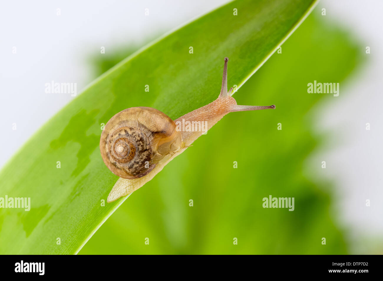 Leaf motion hi-res stock photography and images - Alamy