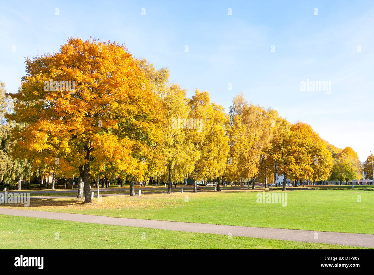 Trees with yellow leaves hi-res stock photography and images - Alamy