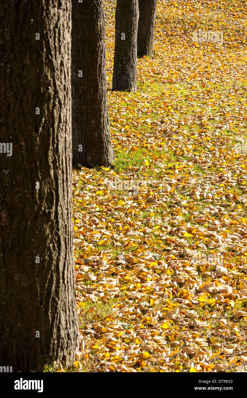 Tree stems in row and ground covered with yellow leaves in autumn Stock ...