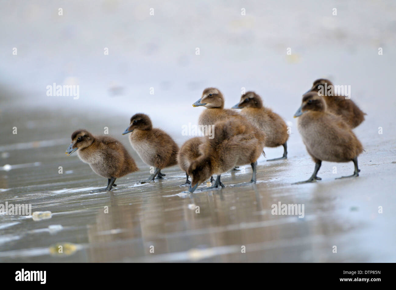 Juvenile eider duck hi-res stock photography and images - Alamy