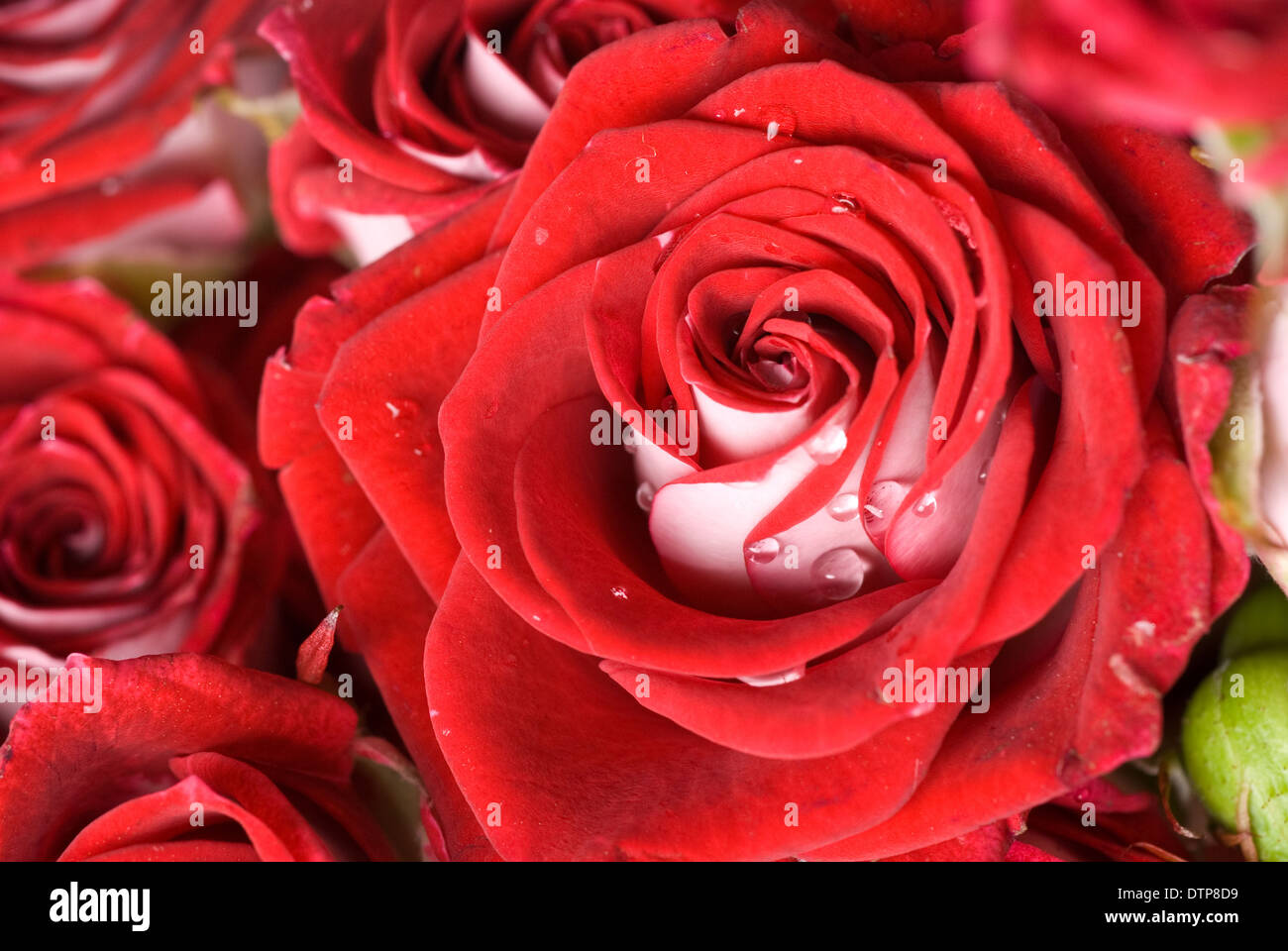 close up photo of red rose Stock Photo - Alamy