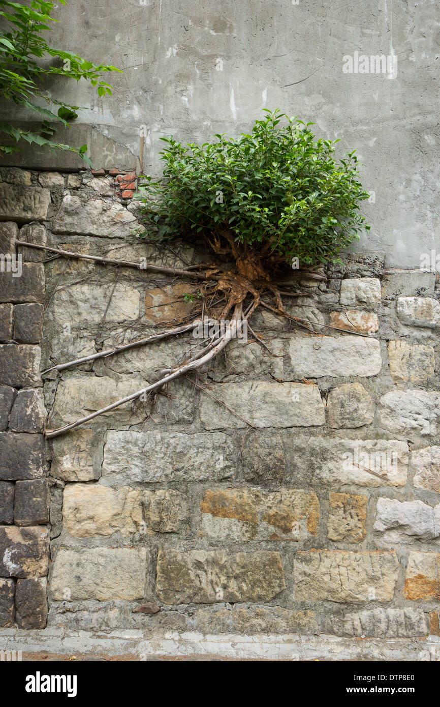 Strong roots hi-res stock photography and images - Alamy