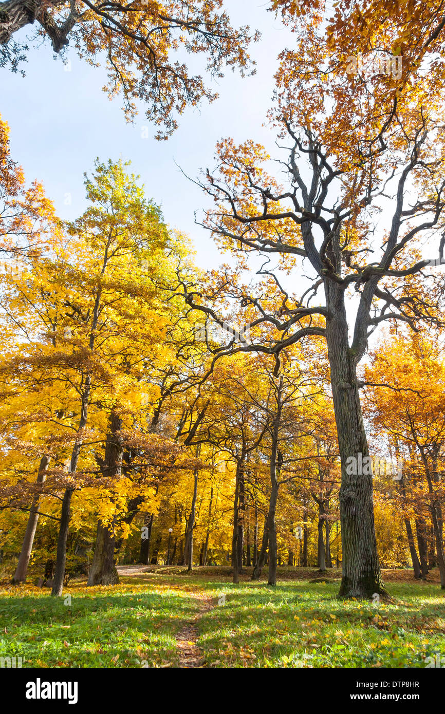Sparse forest hi-res stock photography and images - Alamy