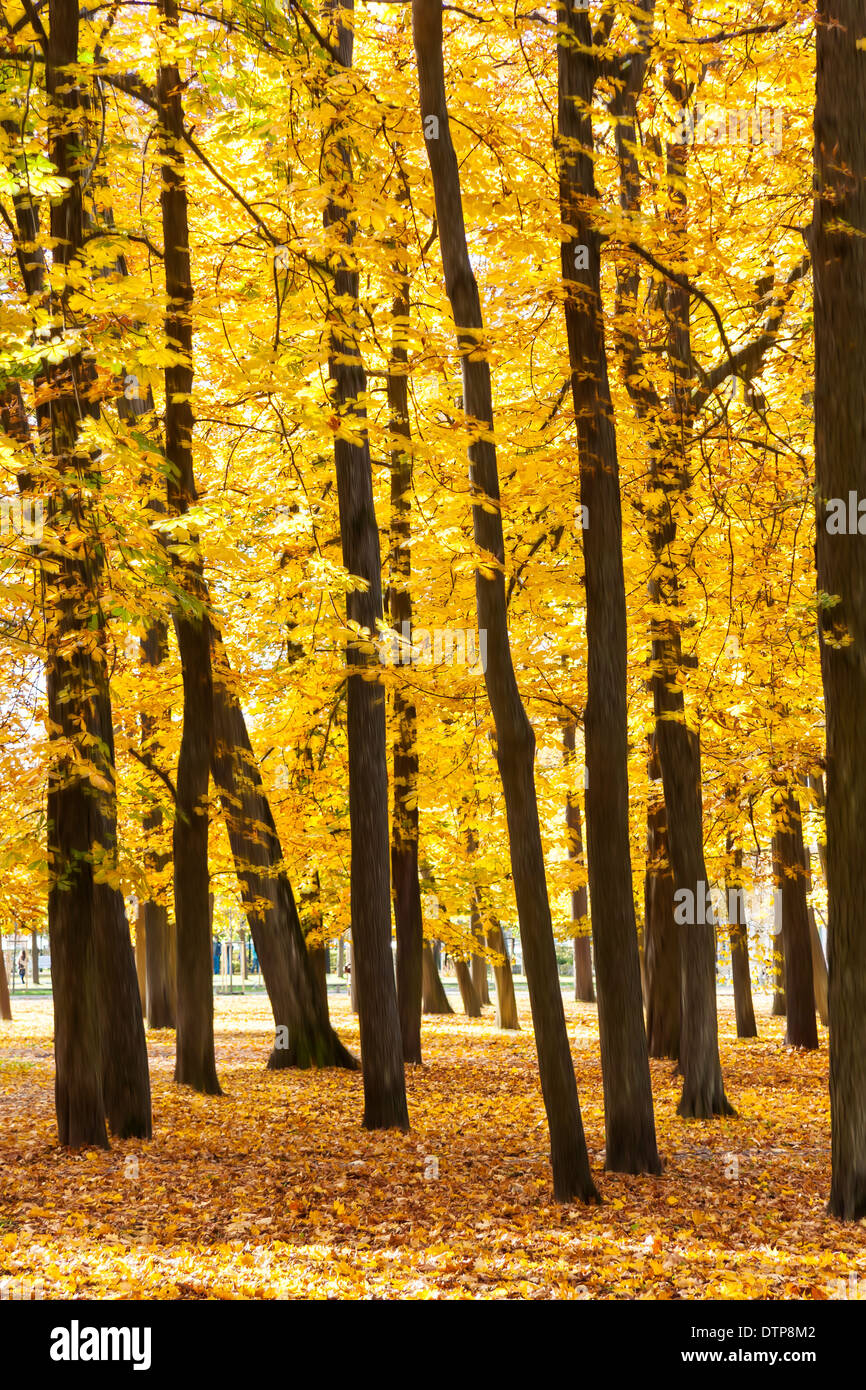 Many tall trees with golden or yellow leaves in a sparse forest in a ...