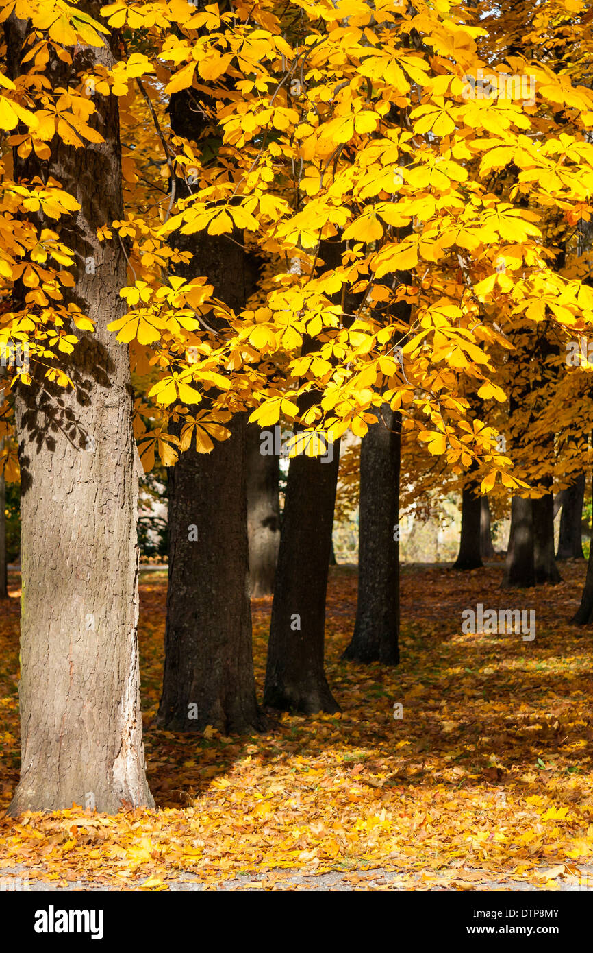 Chestnut tree with golden leaves in thin forest in a park at autumn ...
