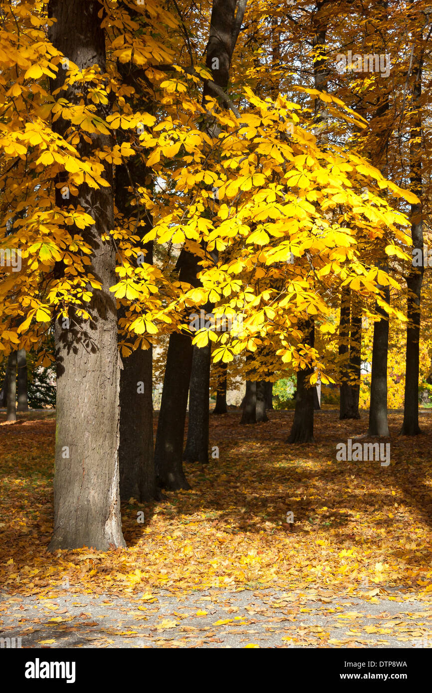 Chestnut tree with golden leaves in thin forest in a park at autumn ...